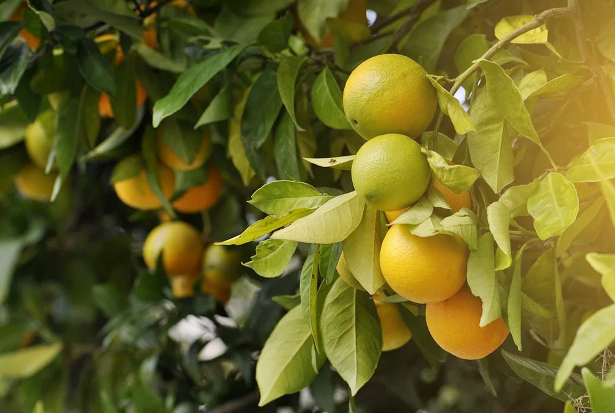 Cara Membuat POC Daun Gamal | KampusTani.Com