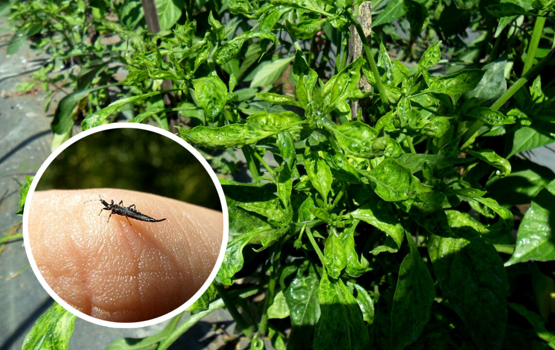Cara Mengatasi Hama Thrips Pada Cabai | KampusTani.Com