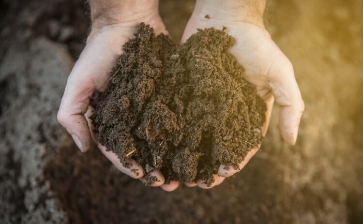 Cara Membuat Jamur Mikoriza | KampusTani.Com