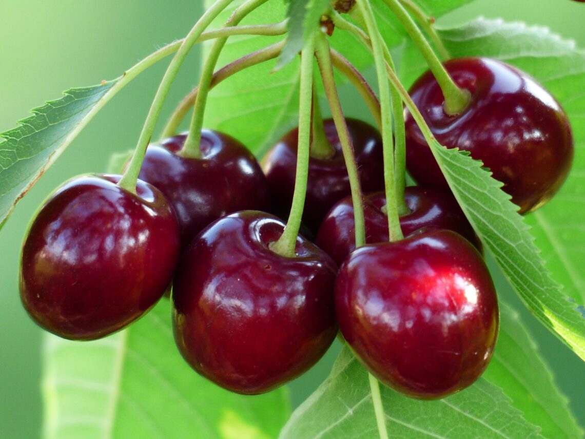 Cara Menanam Cherry dalam Pot | KampusTani.Com