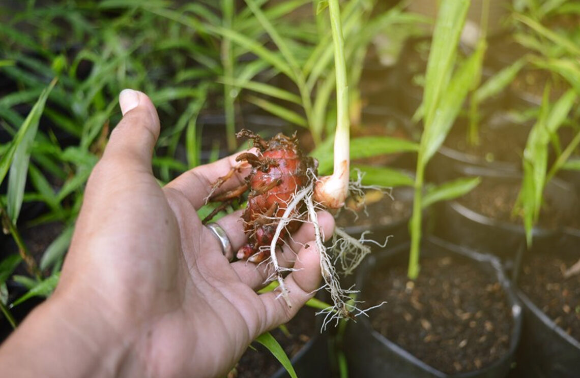 Cara Menyemai Biji Buah Matoa | KampusTani.Com