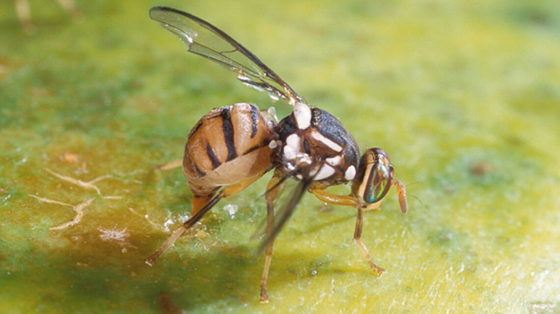 Cara Mengatasi Lalat Buah Pada Jambu Air | KampusTani.Com