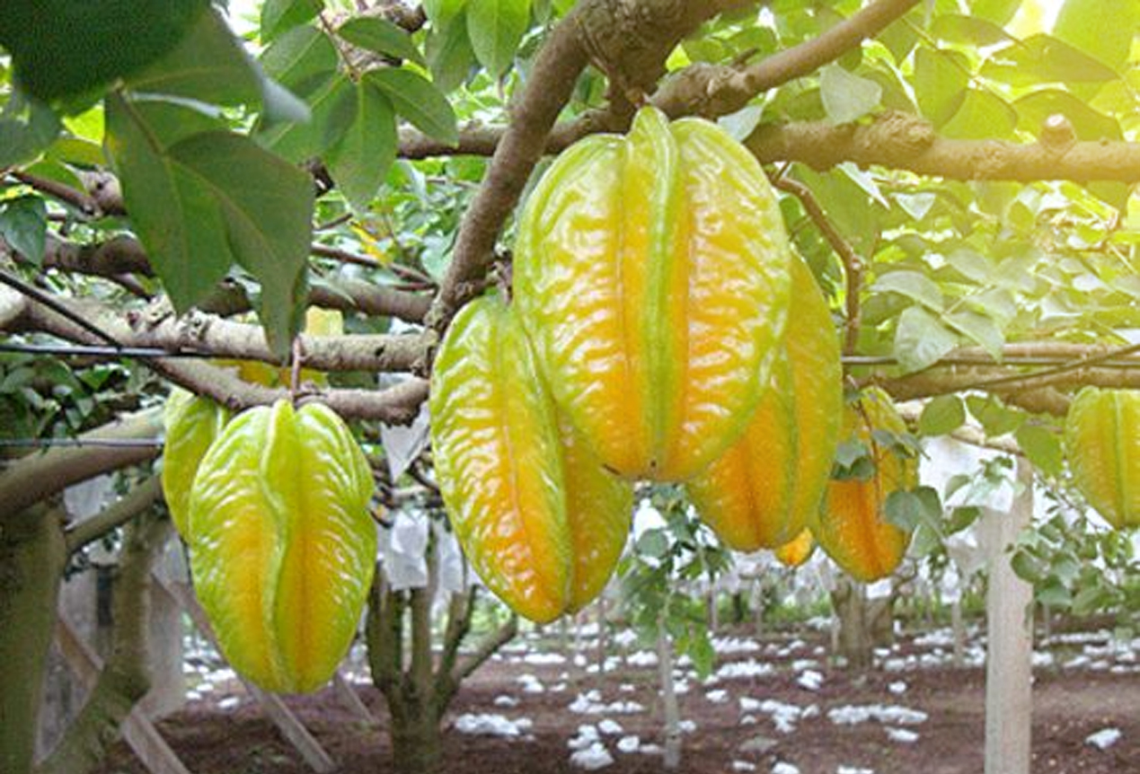 Cara Menanam Belimbing Dari Biji KampusTani Com Cara Menanam Belimbing Dari Biji KampusTani Com