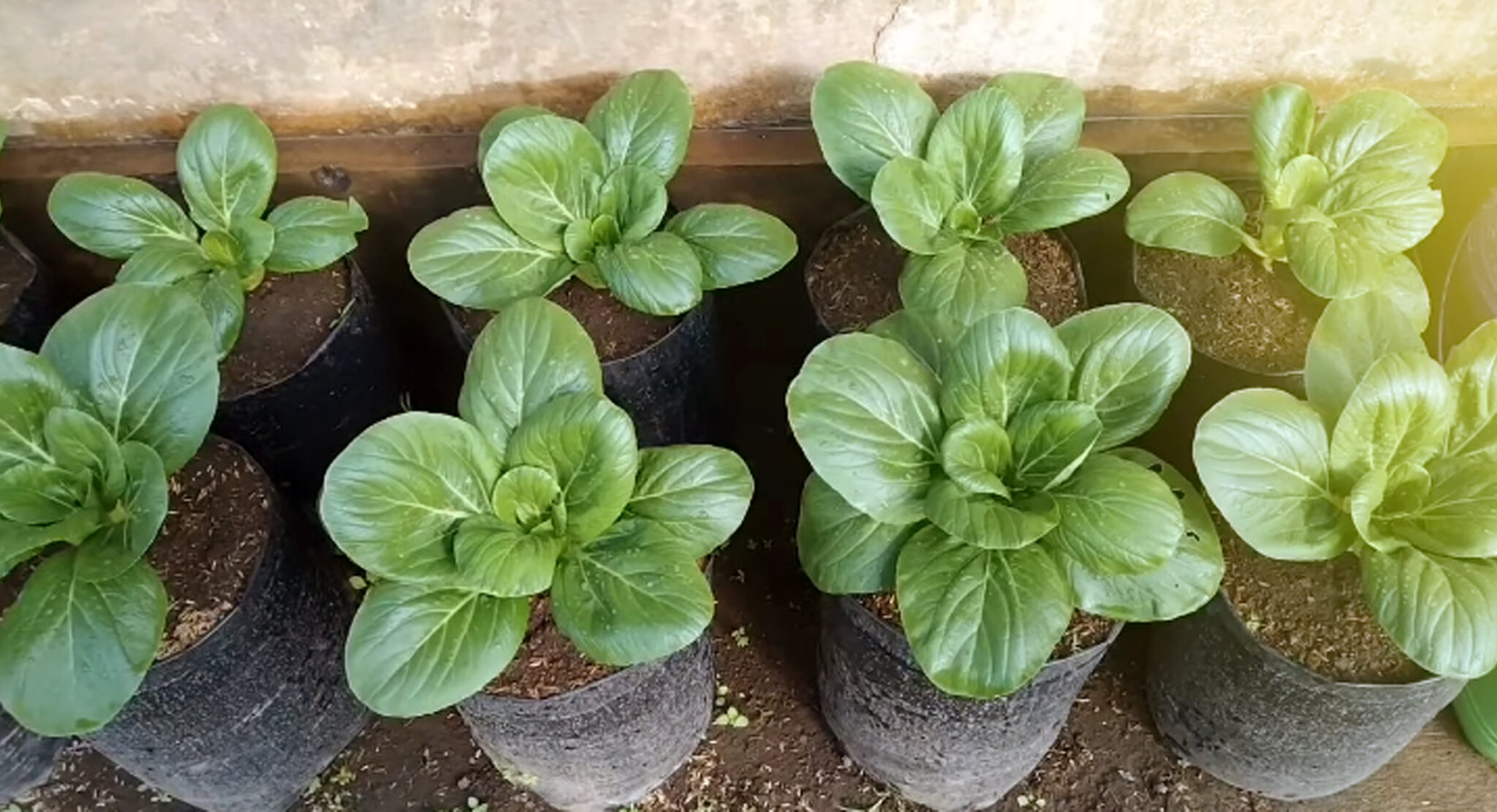 Cara Menanam Sawi Sendok di Polybag | KampusTani.Com