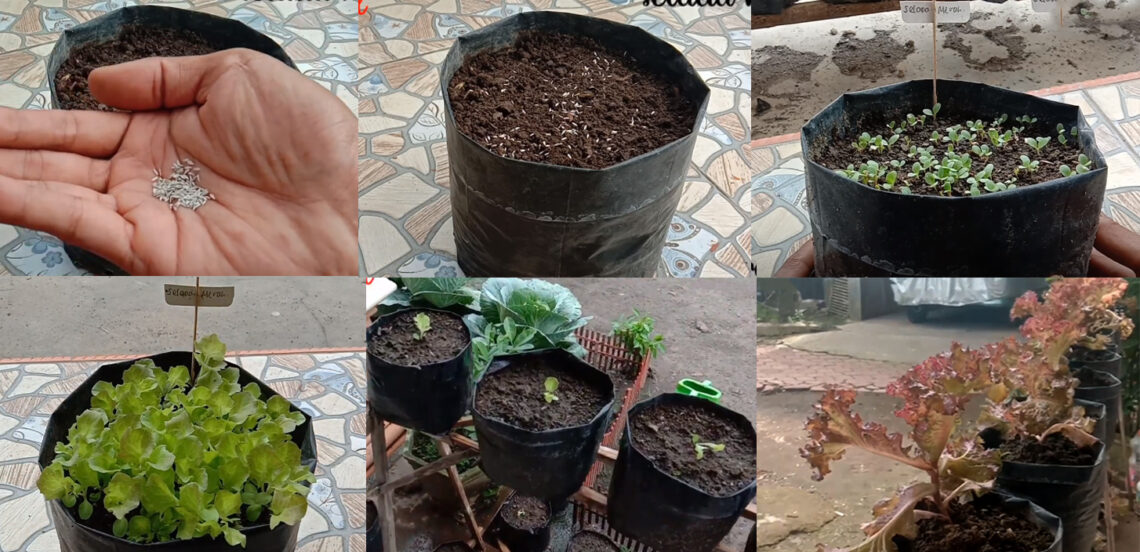 Cara Menanam Selada Merah dalam Polybag | KampusTani.Com