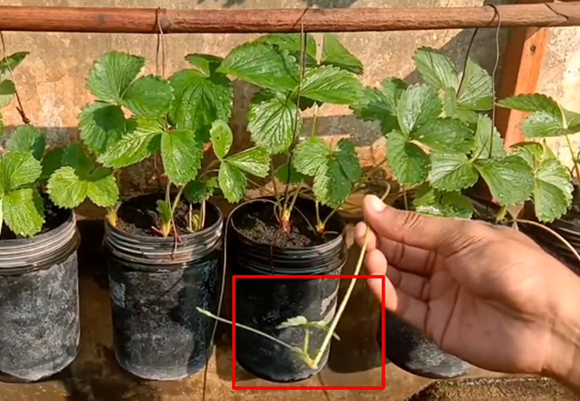 Cara Menanam Strawberry dari Sulur | KampusTani.Com