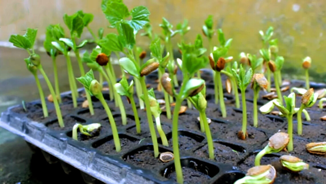 Cara Semai Benih Pare | KampusTani.Com