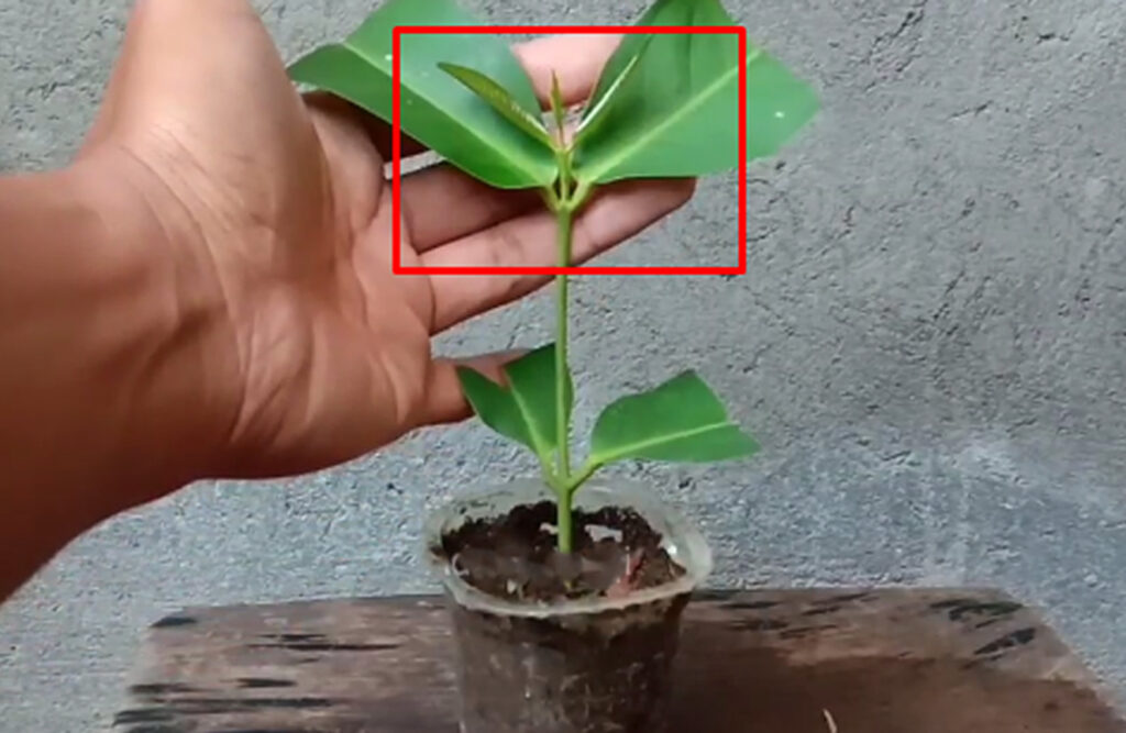 Cara Stek Pucuk Jambu Air | KampusTani.Com