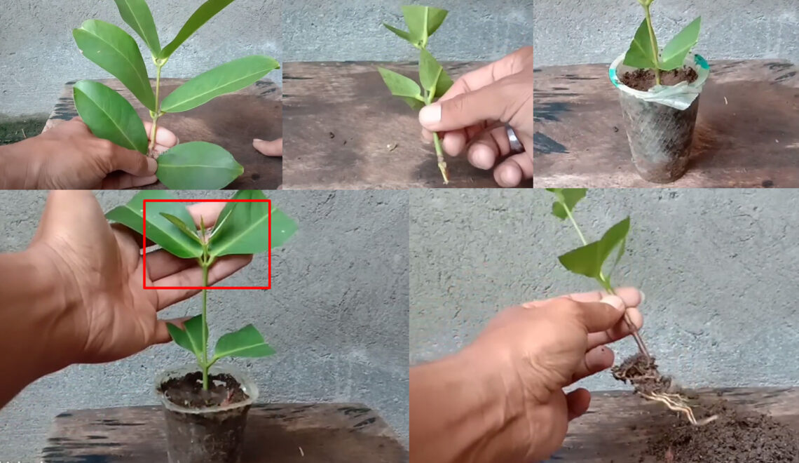 Cara Stek Pucuk Jambu Air | KampusTani.Com