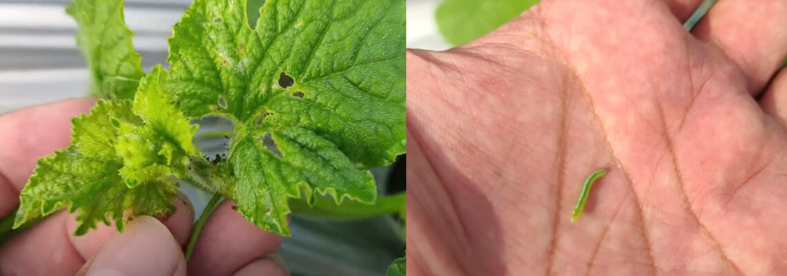 Hama Tanaman Melon Fase Vegetatif | KampusTani.Com