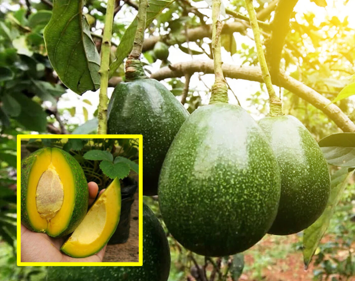 Cara Stek Jeruk Lemon | KampusTani.Com