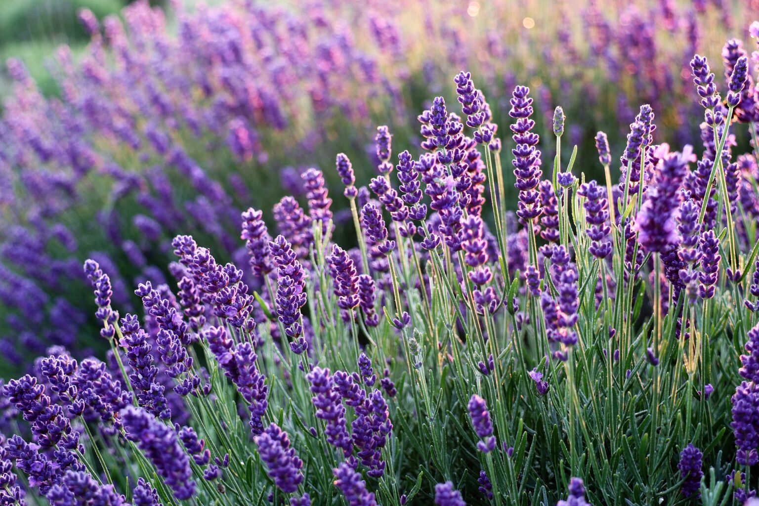 Cara Menanam Bunga Lavender dari Biji | KampusTani.Com