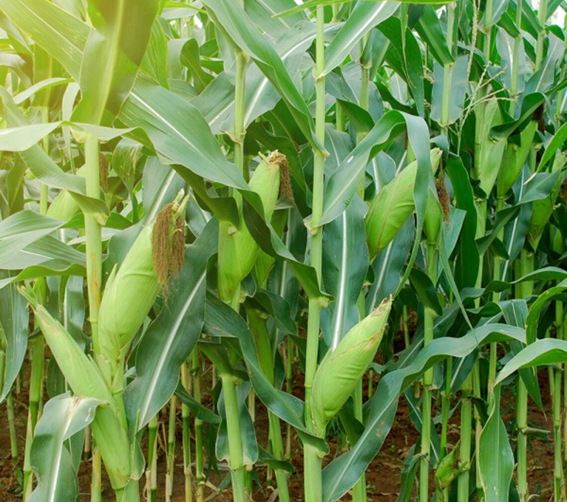 Cara Menanam Jagung Manis Bonanza | KampusTani.Com