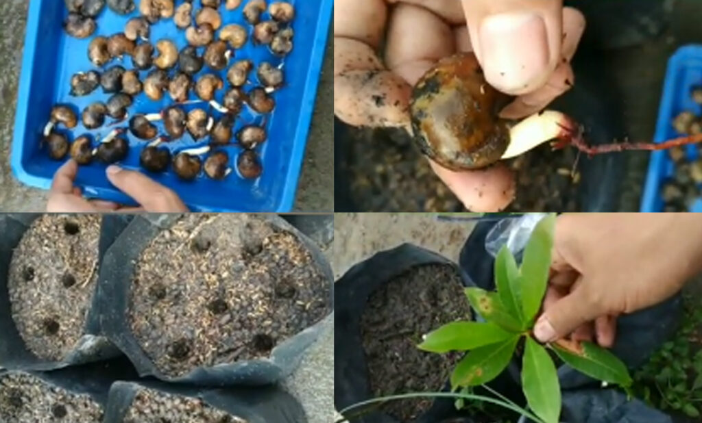 Cara Menanam Jambu Mete dari Biji | KampusTani.Com