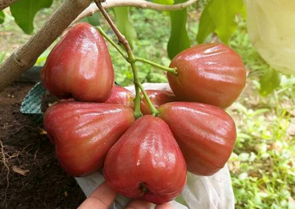 Cara Mencangkok Jambu Air Citra | KampusTani.Com