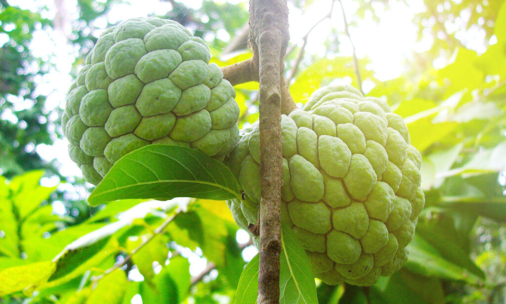 Cara Merawat Tanaman Srikaya | KampusTani.Com