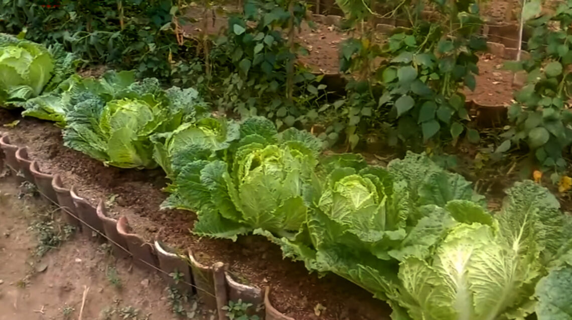 Cara Menanam Lada Perdu dalam Pot | KampusTani.Com