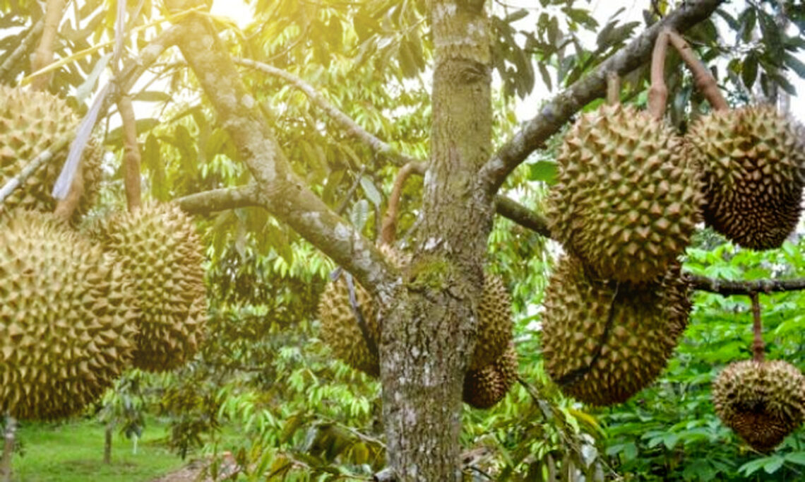 Cara Menanam Durian Duri Hitam | KampusTani.Com