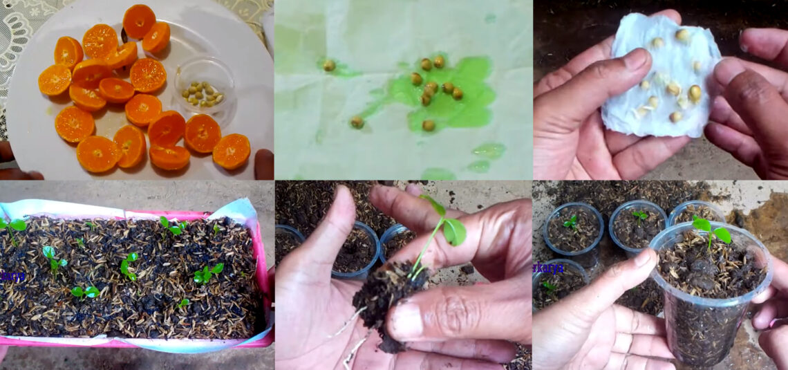 Cara Menanam Jeruk Santang Madu dari Biji | KampusTani.Com