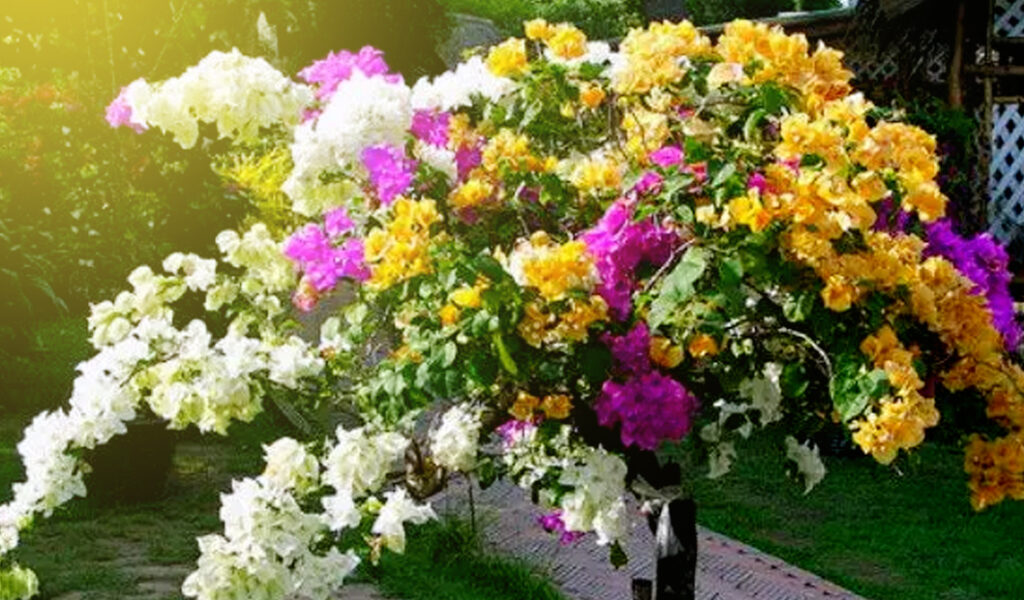 Cara Membuat Bunga Bougenville Warna Warni | KampusTani.Com