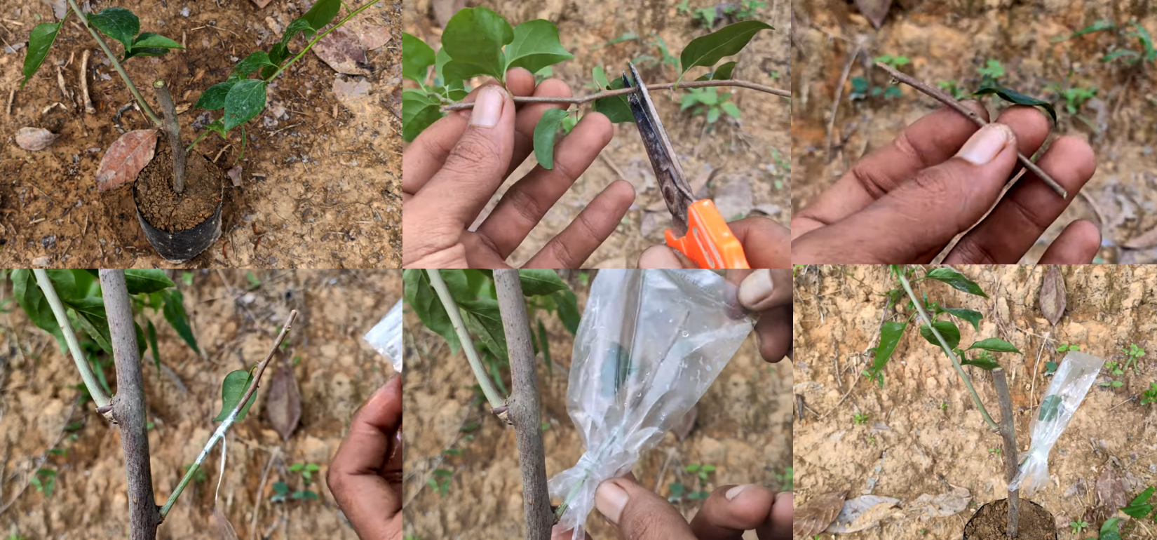 Cara Membuat Bunga Bougenville Warna Warni Kampustani Com