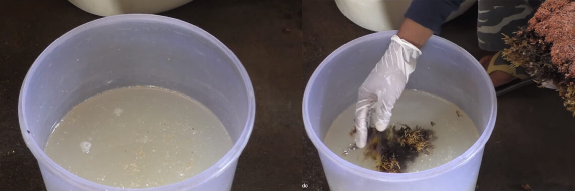 Cara Membuat Jamur Jakaba | KampusTani.Com