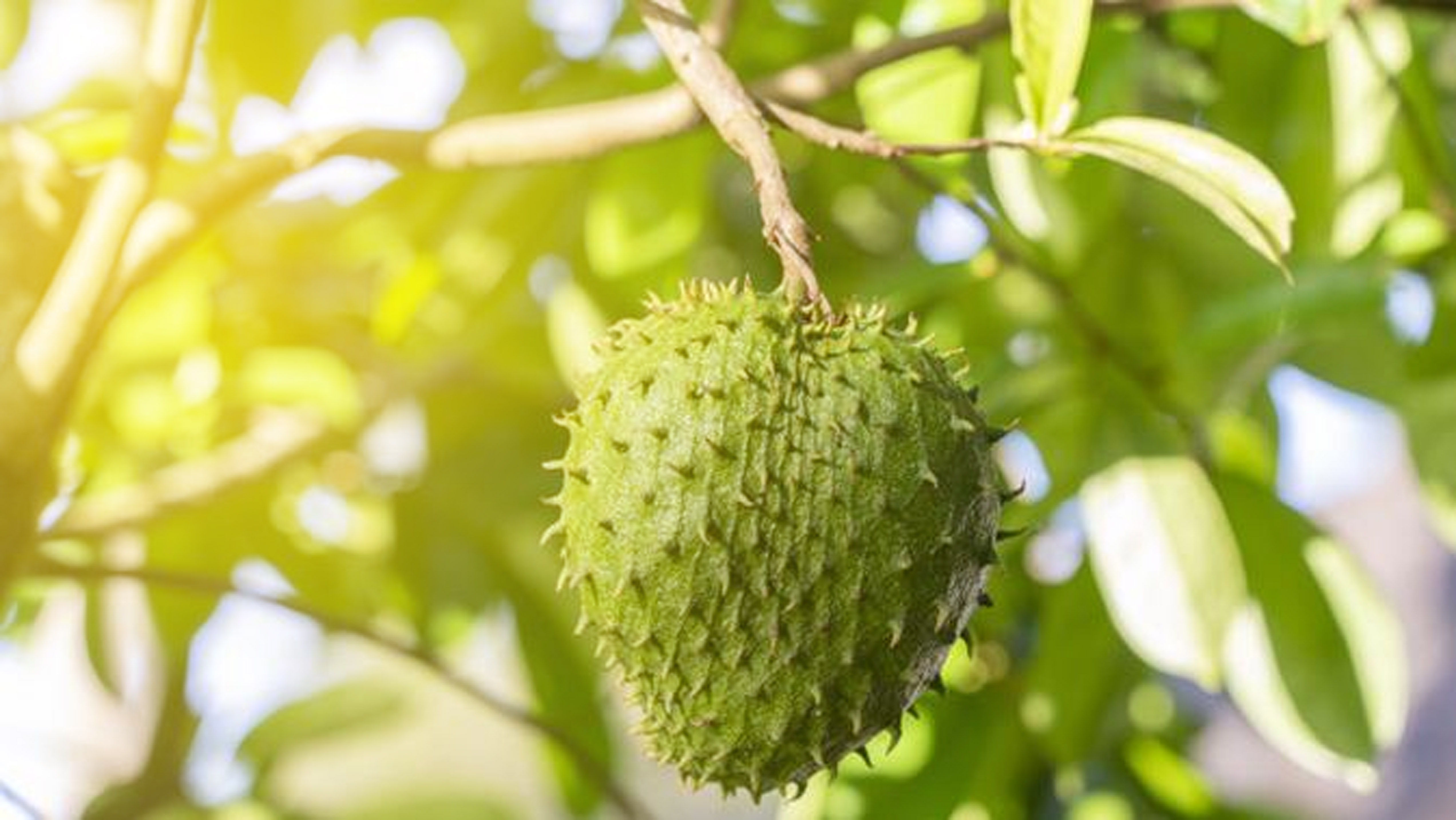 Pohon Sirsak Dalam Pot
