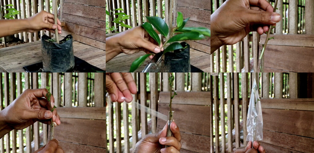 Cara Sambung Pucuk Sirsak | KampusTani.Com