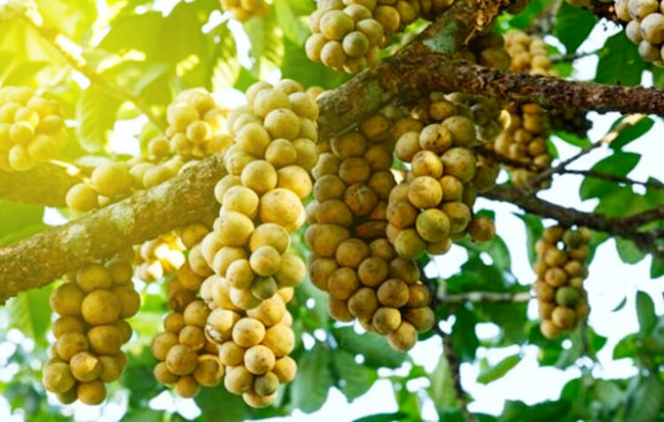 Cara Stek Pohon Duku | KampusTani.Com