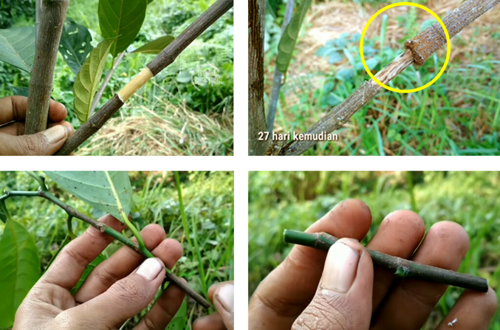 Sambung Sisip Nangka | KampusTani.Com