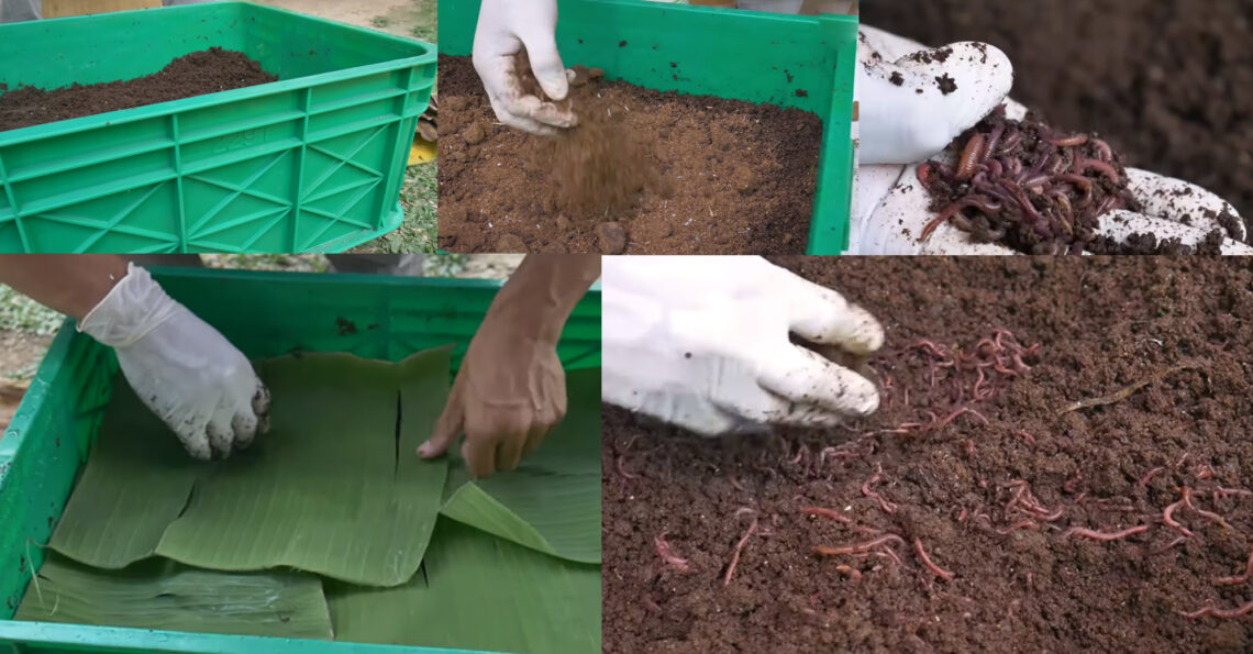 Cara Membuat Vermikompos | KampusTani.Com