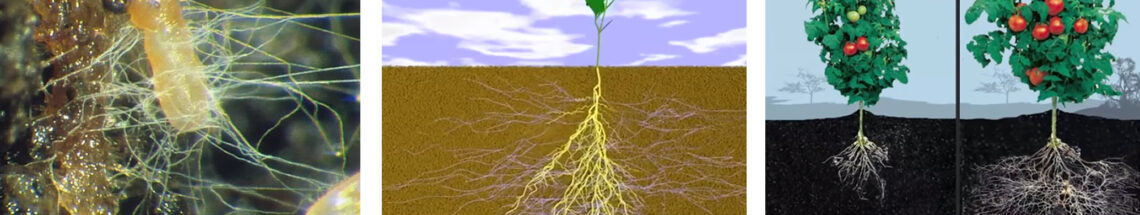 Manfaat Mikoriza Bagi Tanaman | KampusTani.Com