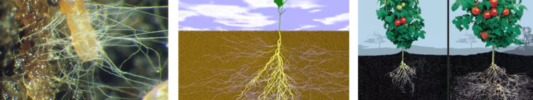 Manfaat Mikoriza Bagi Tanaman | KampusTani.Com