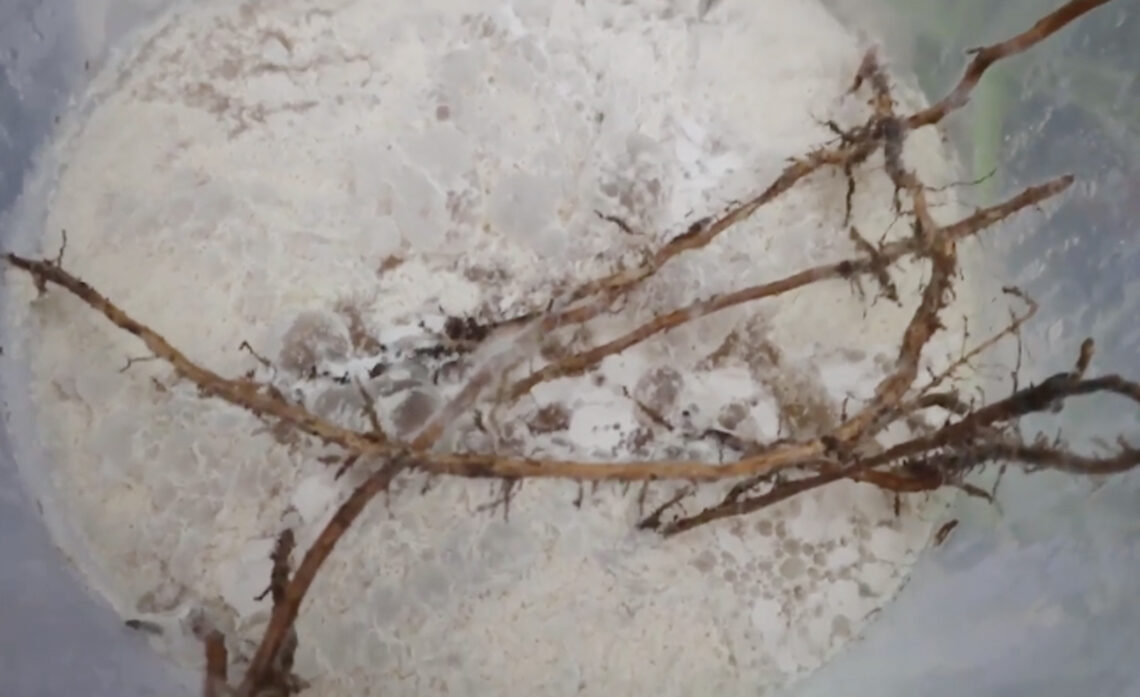 Cara Membuat POC Untuk Masa Vegetatif | KampusTani.Com