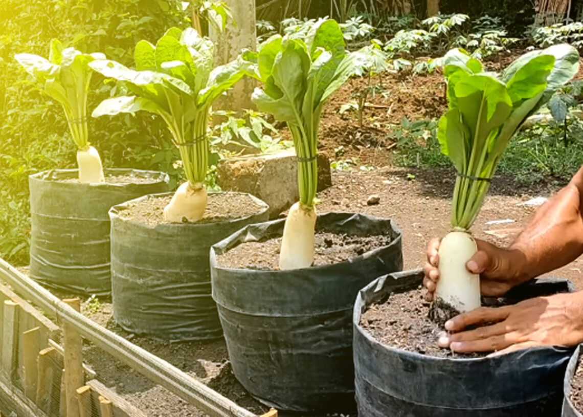 budidaya lobak putih | KampusTani.Com