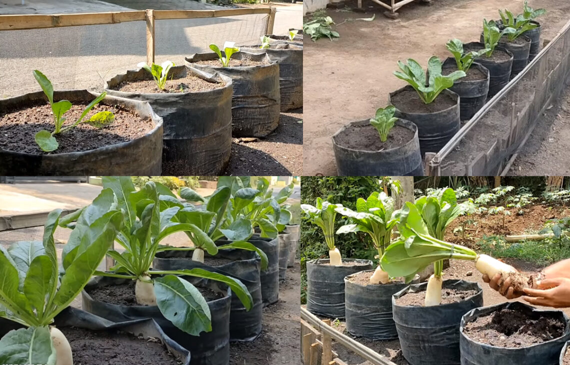 Cara Menanam Lobak Putih di Polybag | KampusTani.Com