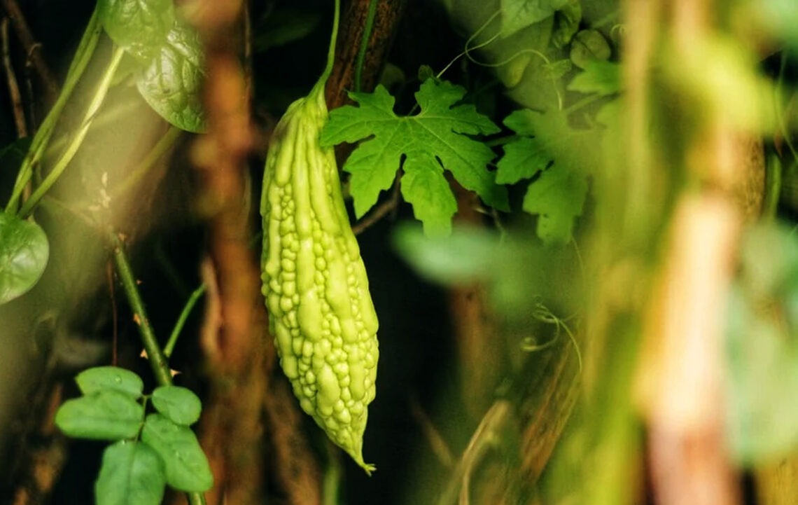 budidaya pare | KampusTani.Com