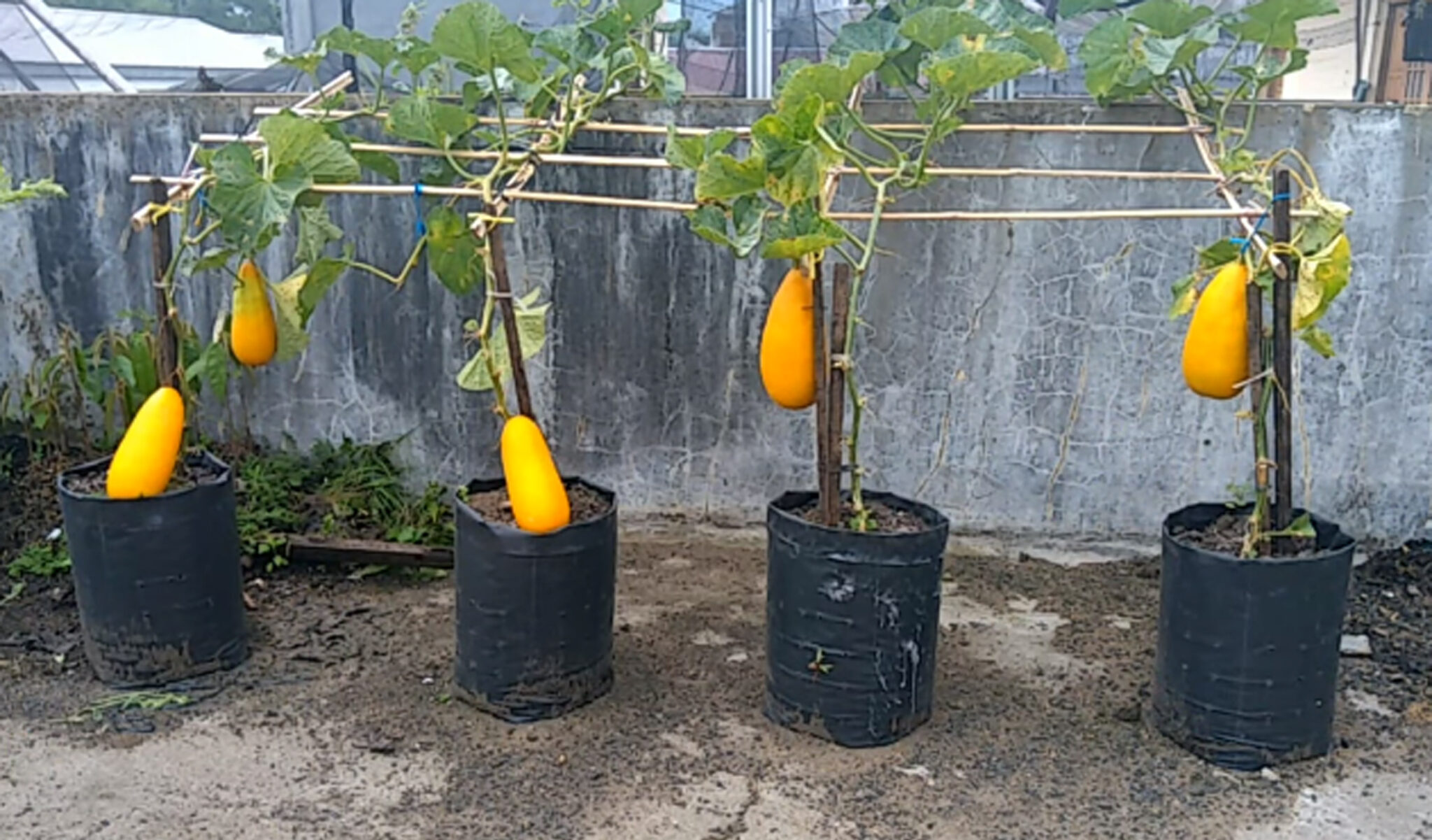 Perawatan Tanaman Mentimun | KampusTani.Com