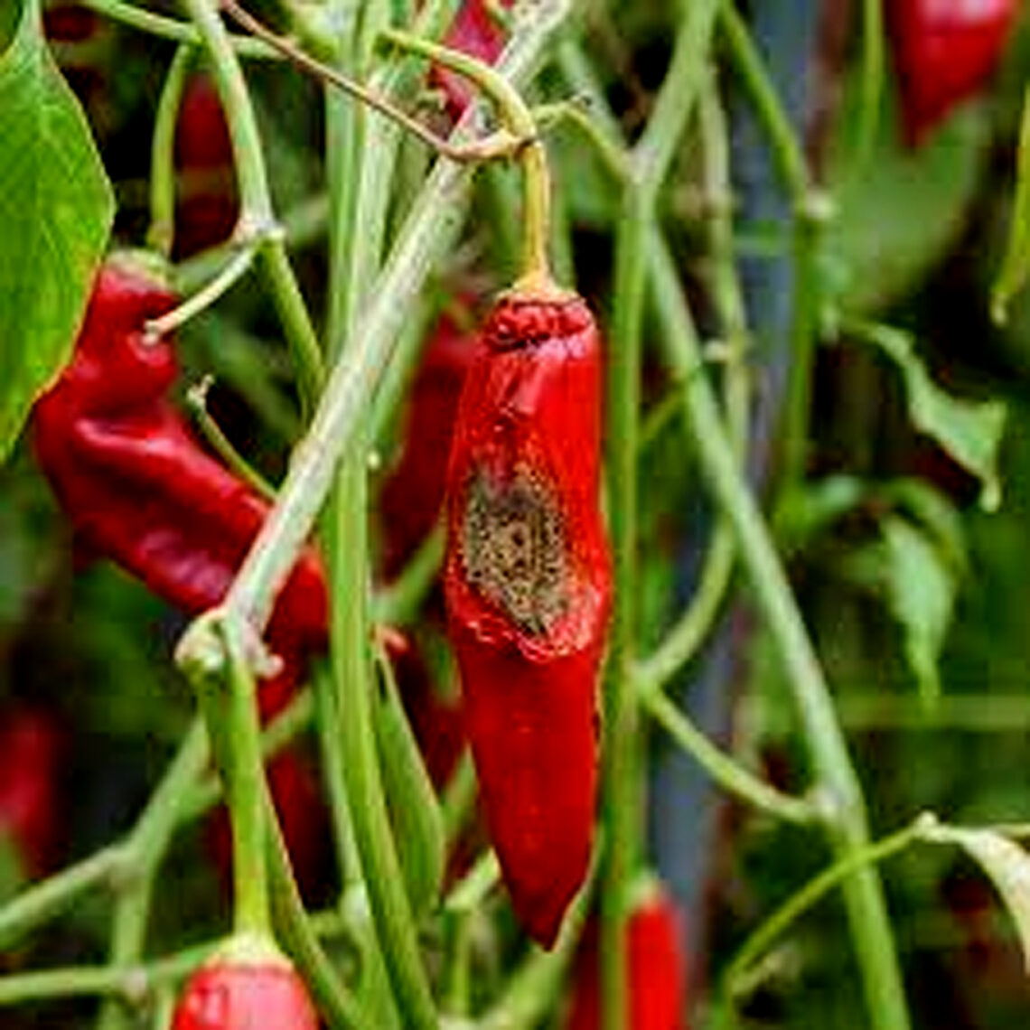 Cara Mengatasi Antraknosa Pada Cabe | KampusTani.Com