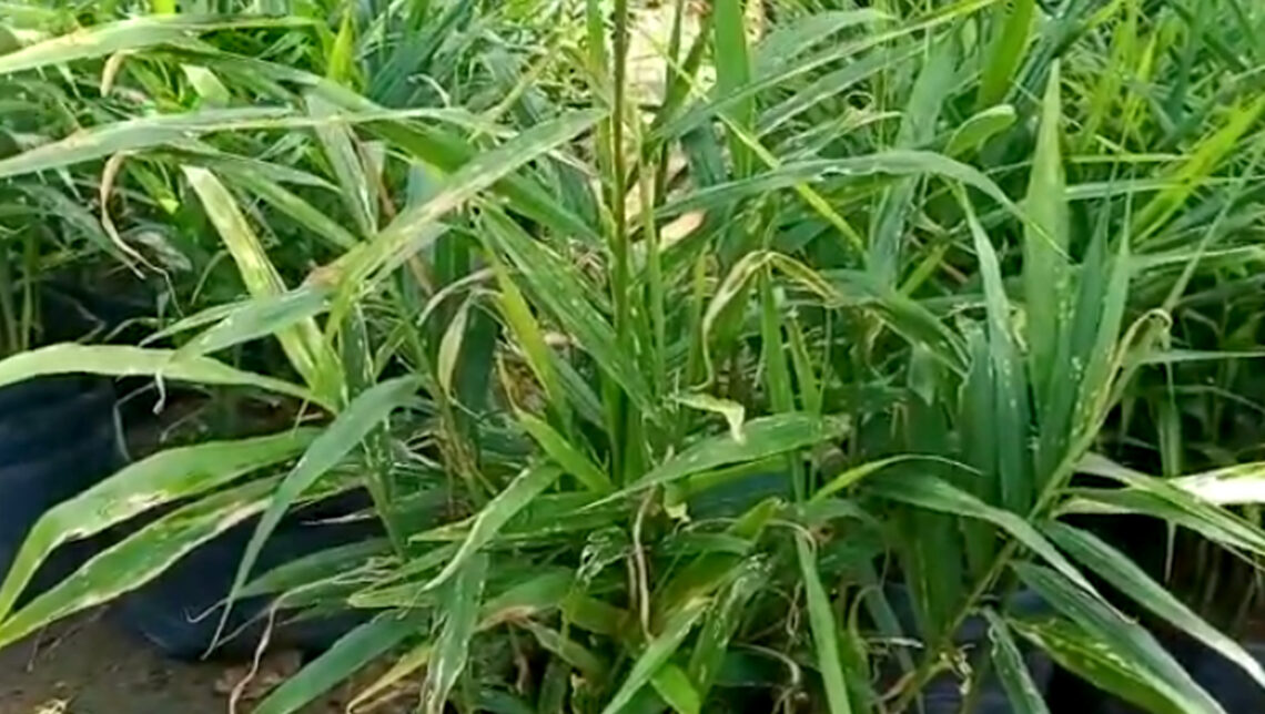 Cara Mengatasi Bercak Daun Jahe | KampusTani.Com