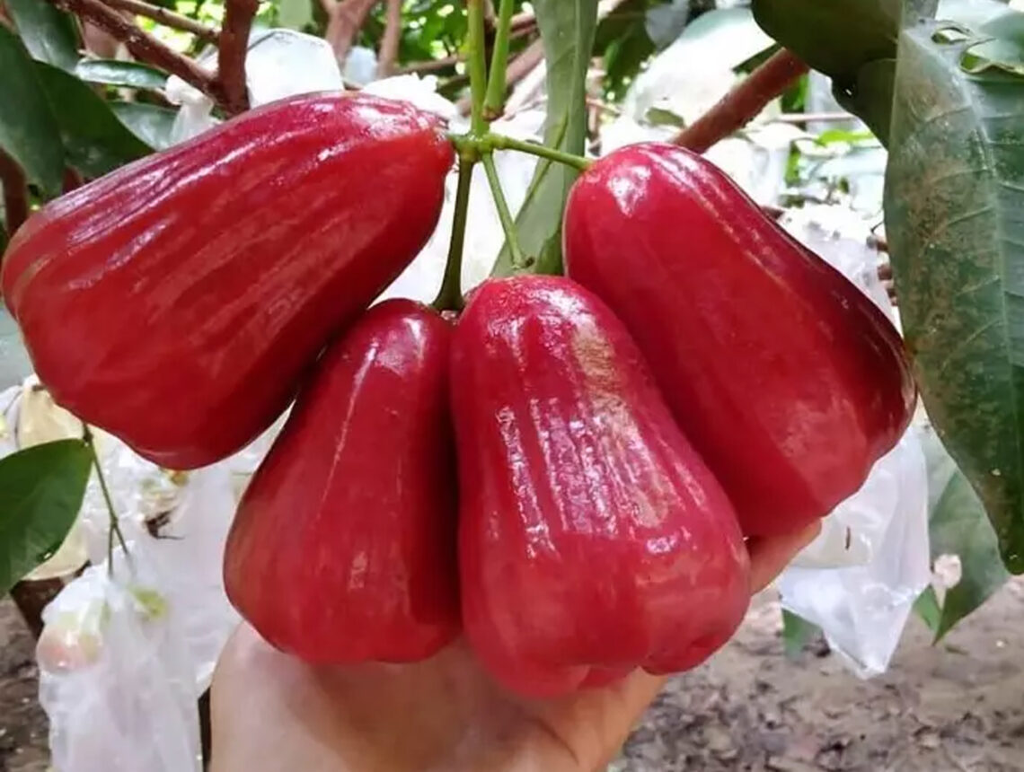 Cara Budidaya Labu Madu | KampusTani.Com