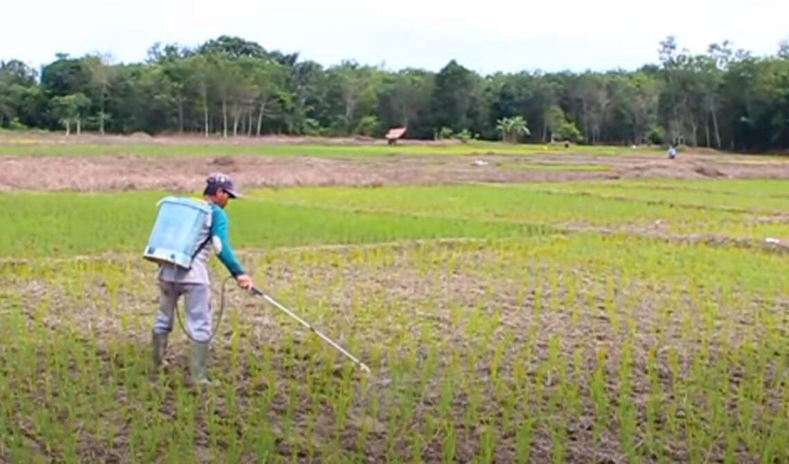 Cara Menggunakan Insektisida yang Baik dan Benar | KampusTani.Com