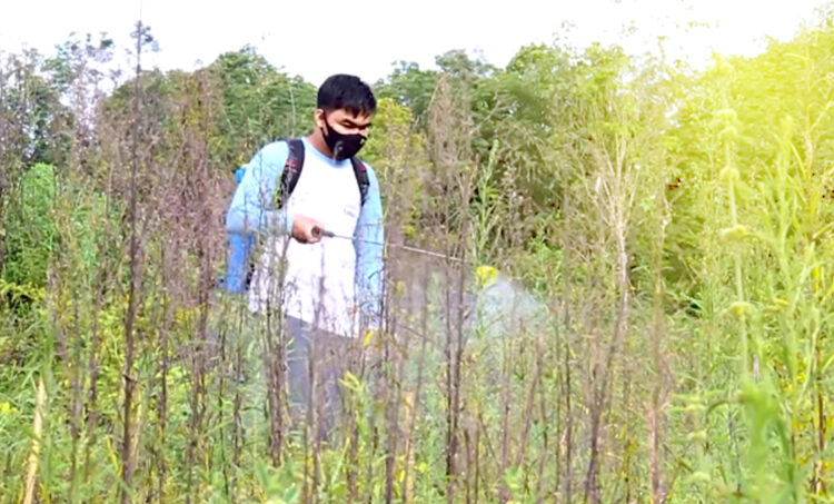 Cara Aplikasi Herbisida yang Baik dan Benar | KampusTani.Com