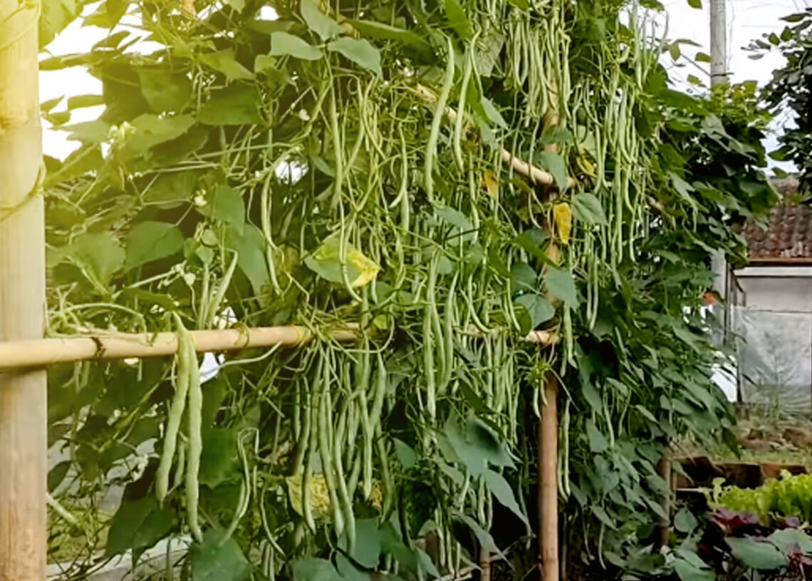 budidaya buncis | KampusTani.Com
