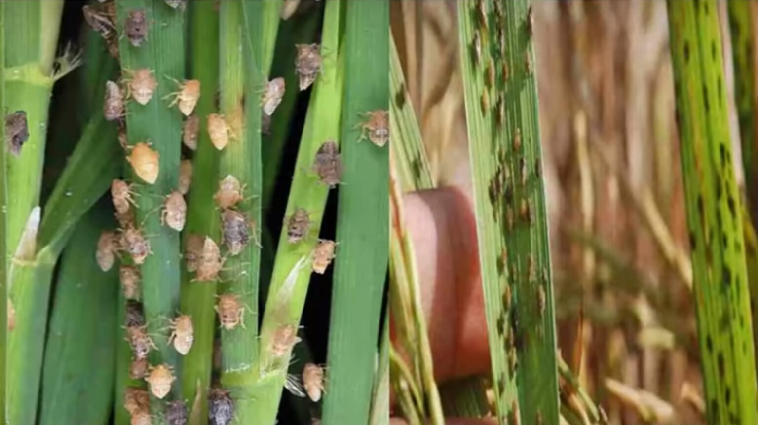 Cara Mengatasi Hama Wereng Coklat Pada Tanaman Padi | KampusTani.Com
