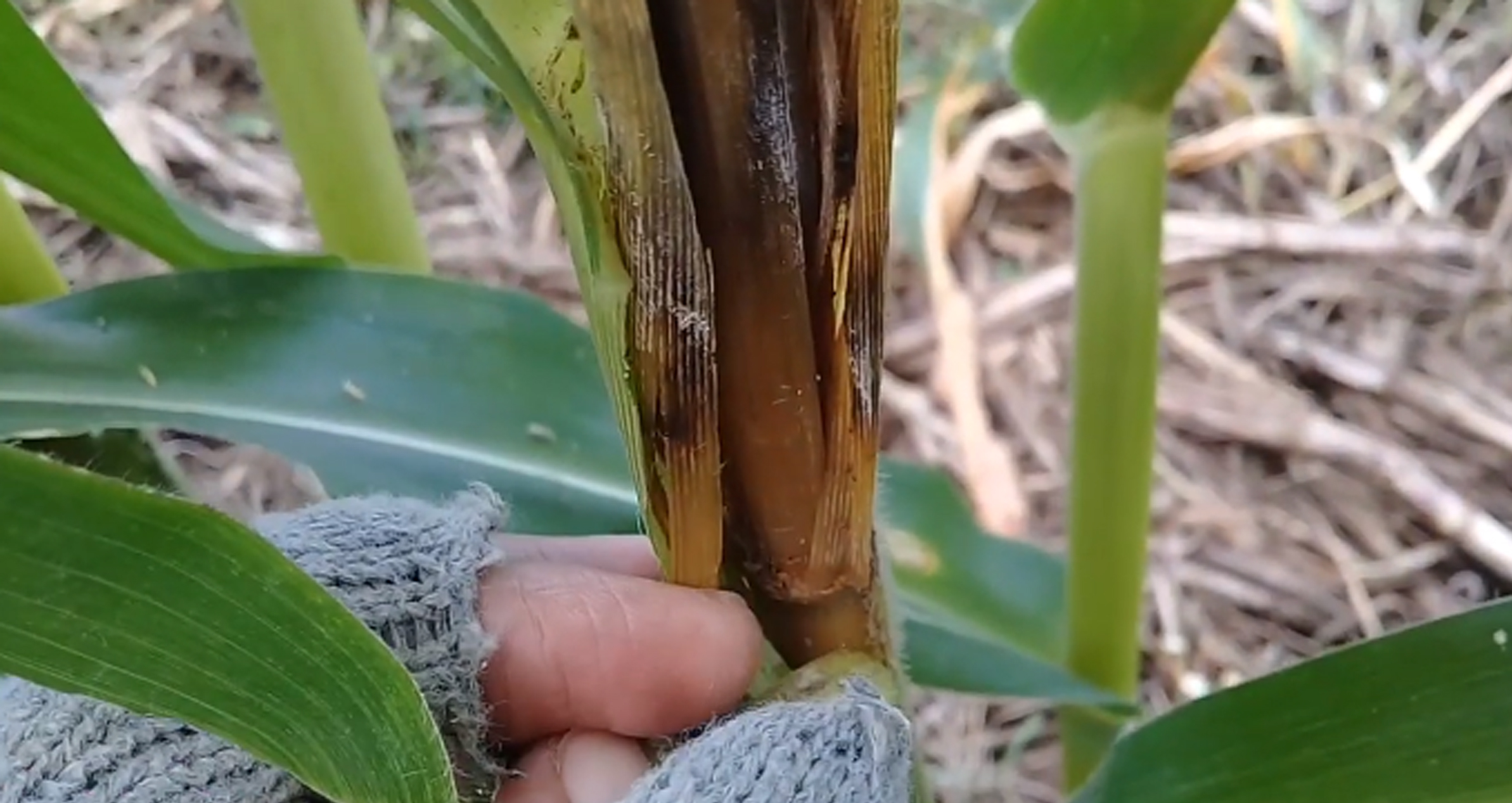 Penyakit Pada Jagung - Homecare24 Penyakit Pada Jagung - Homecare24