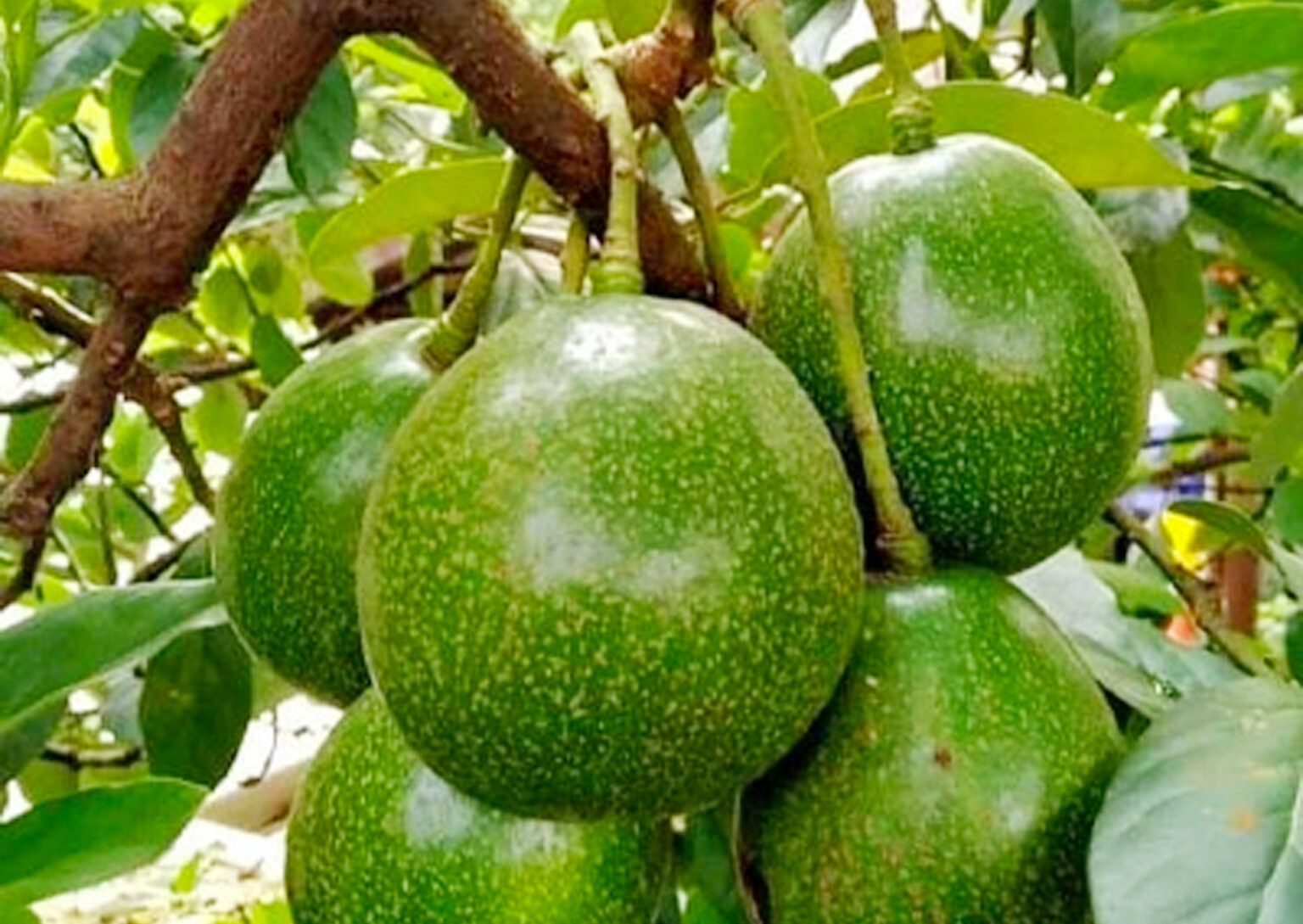 Cara Budidaya Alpukat Kendil | KampusTani.Com Cara Budidaya Alpukat Kendil | KampusTani.Com