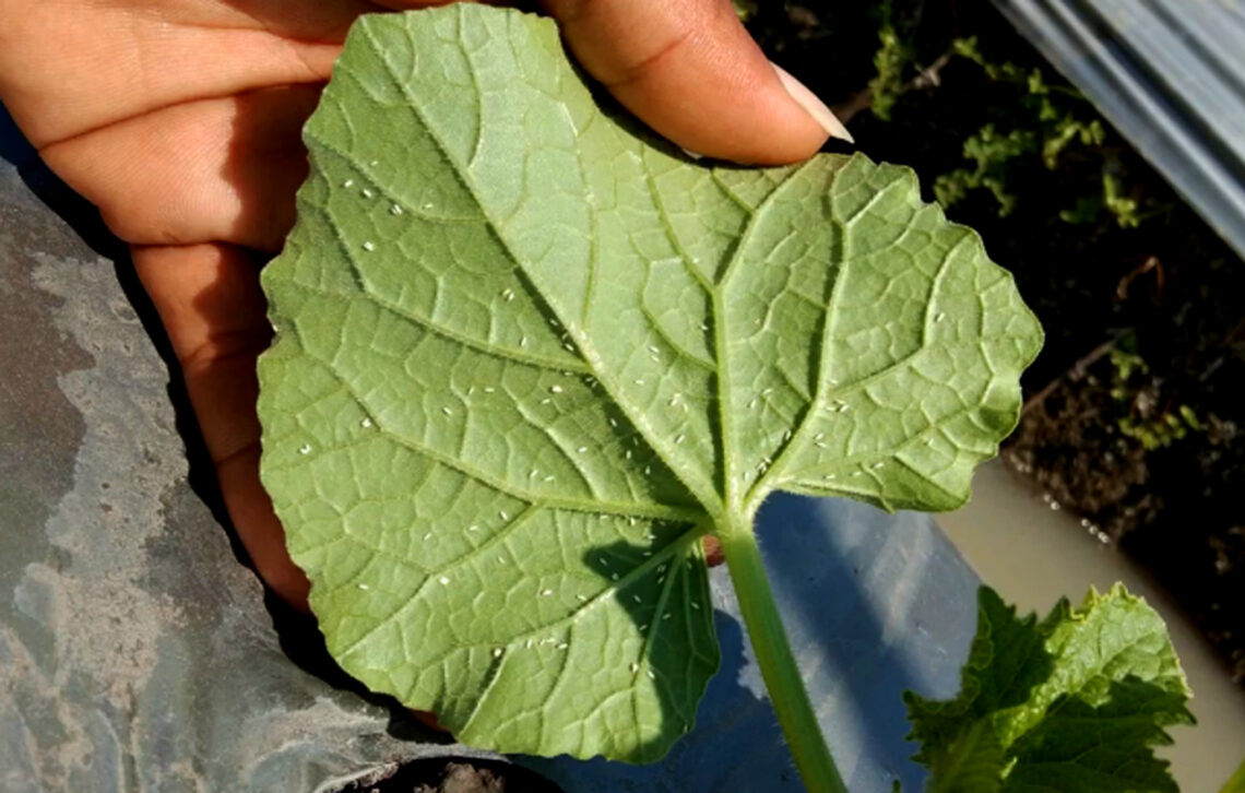 Cara Pengendalian Busuk Hitam Pada Kubis | KampusTani.Com