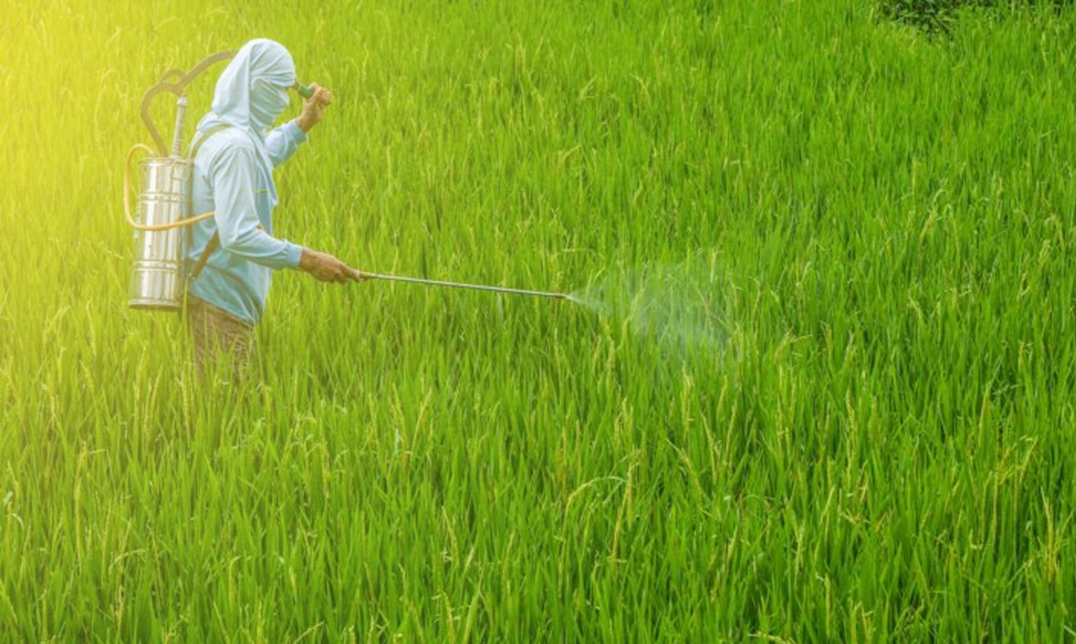 Cara Menggunakan Pestisida Yang Tepat | KampusTani.Com