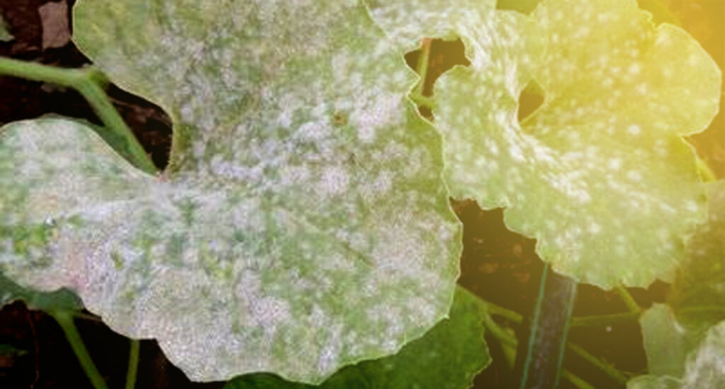 embun tepung | KampusTani.Com